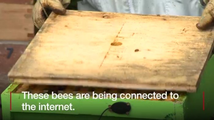 bee irl : r/bee_irl