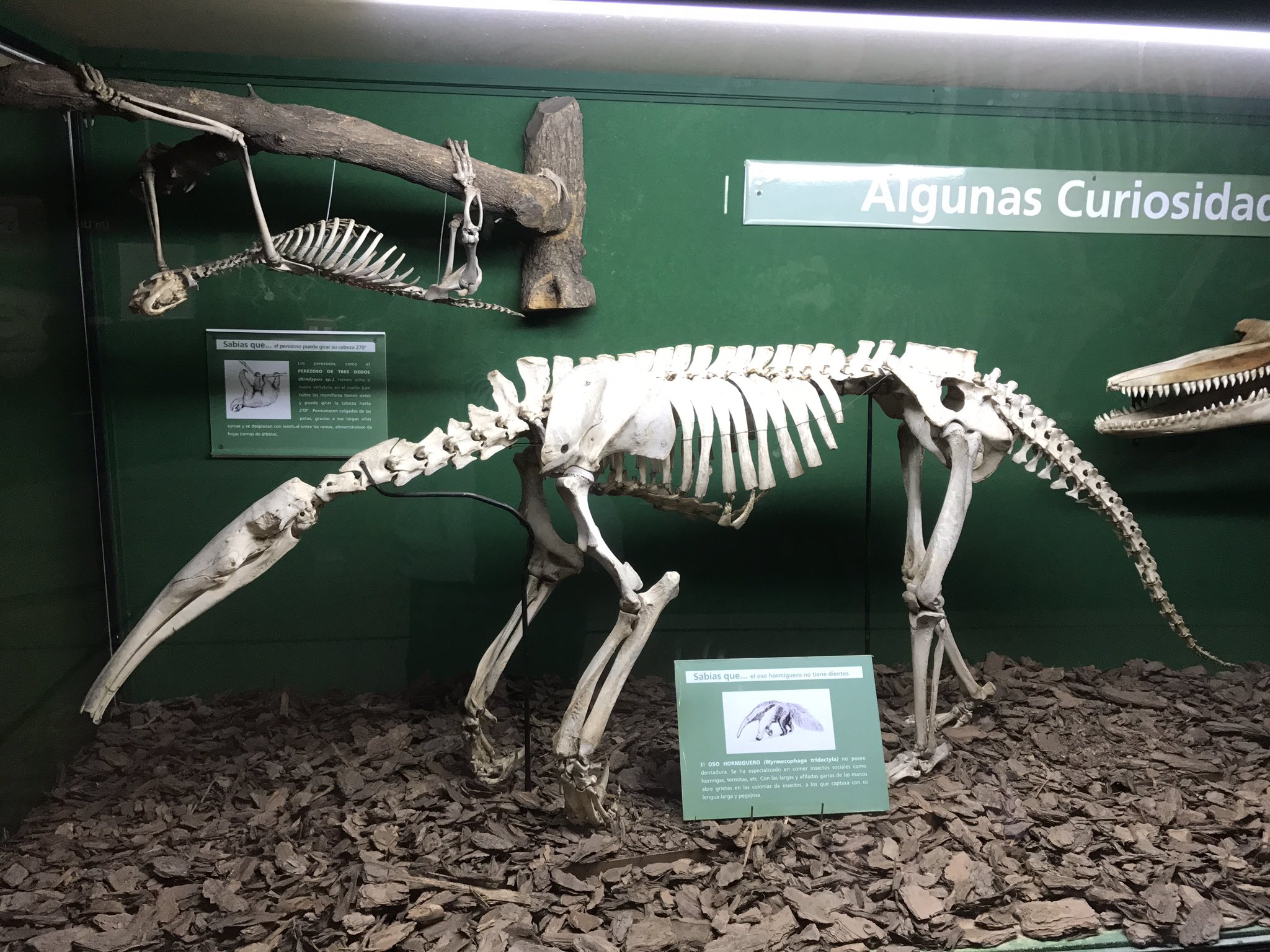 Giant Anteater Skeleton