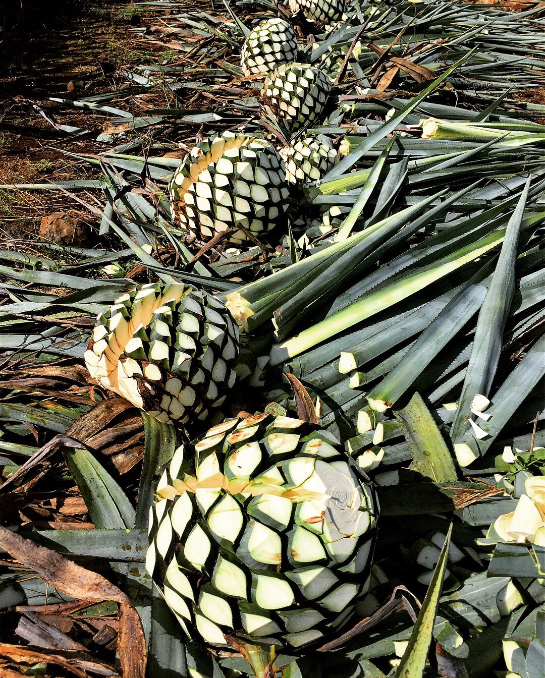 Blue Agave Pina