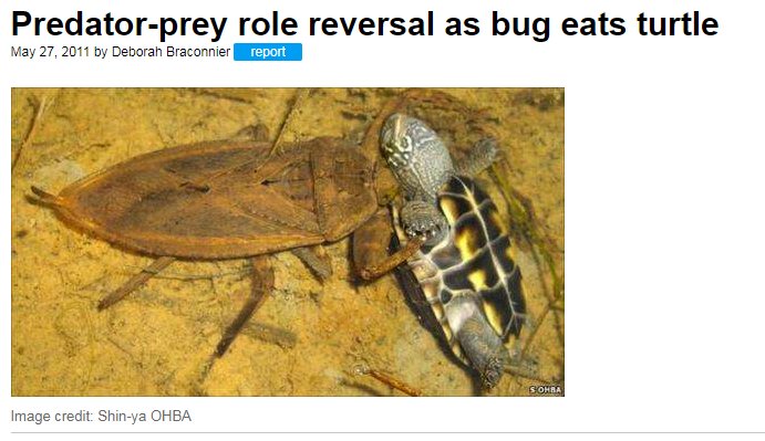 Giant Water Bug Eating Turtle