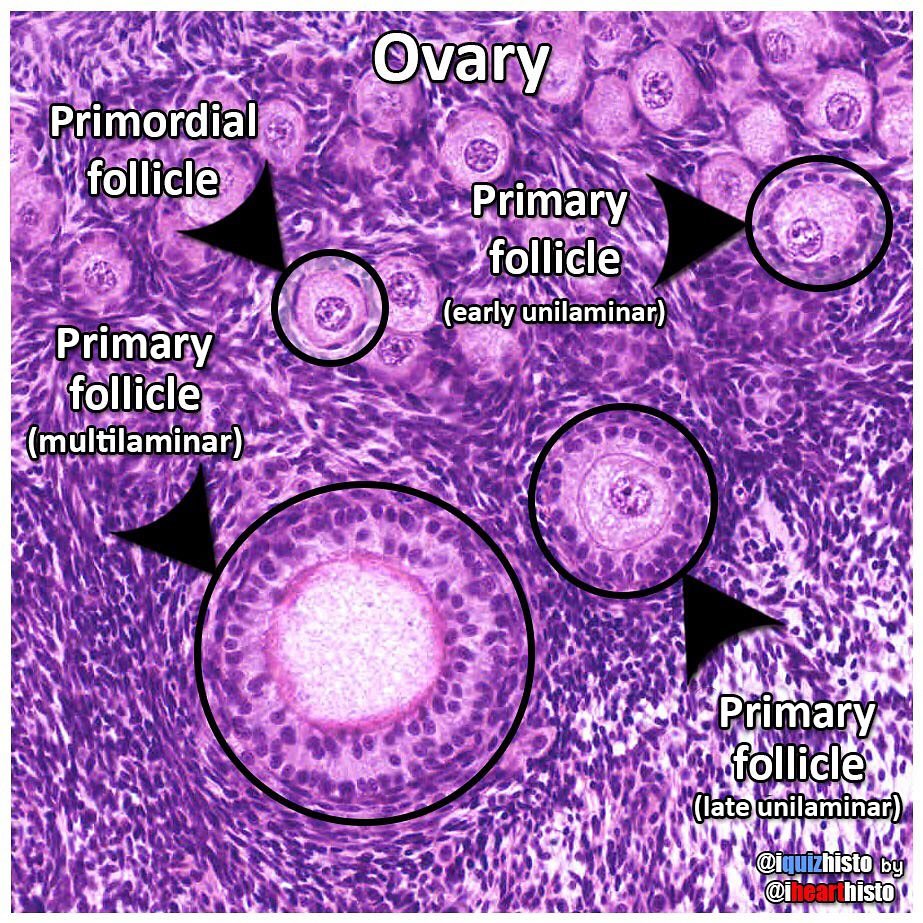 Primary Follicle Histology