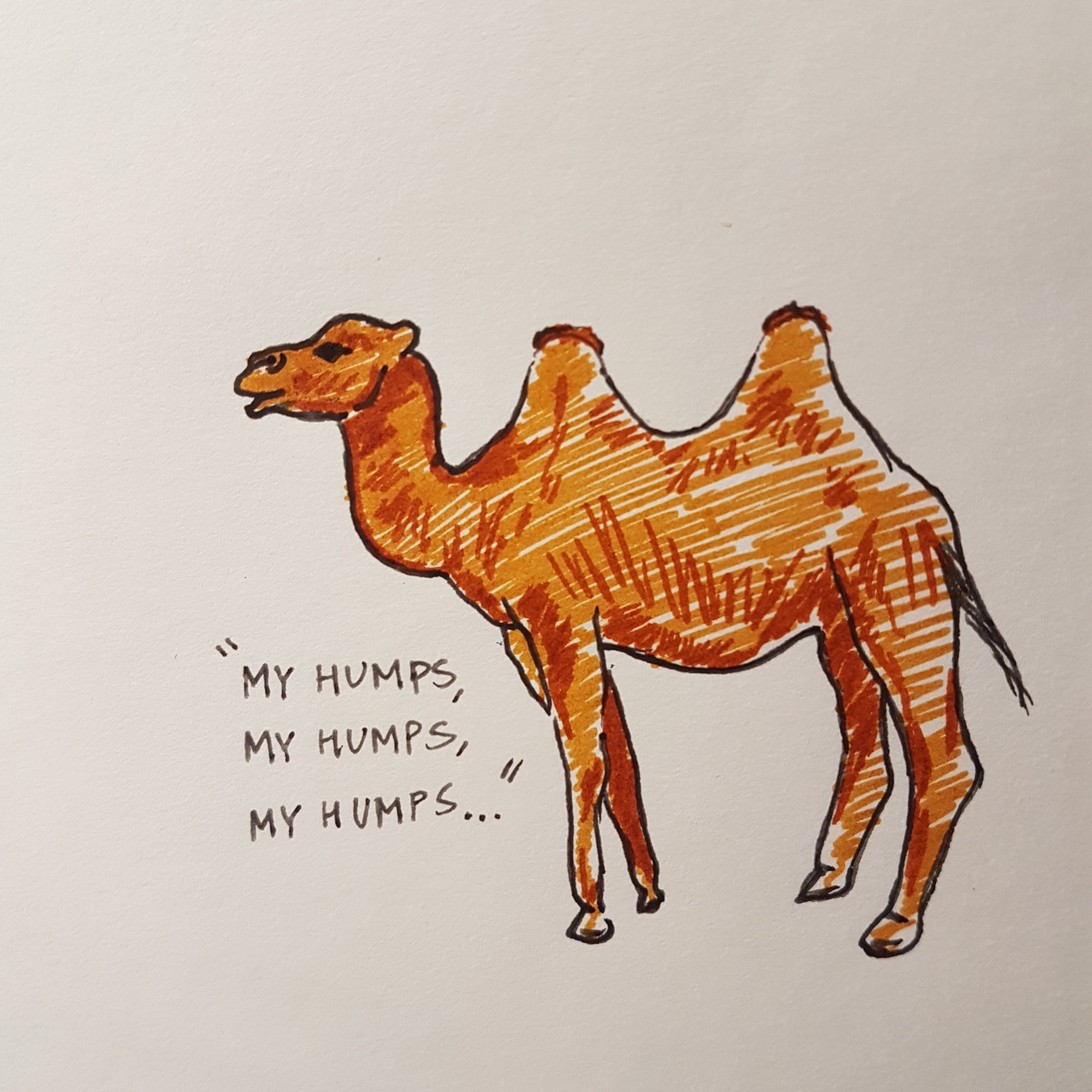 Hump Day Camel Drawing