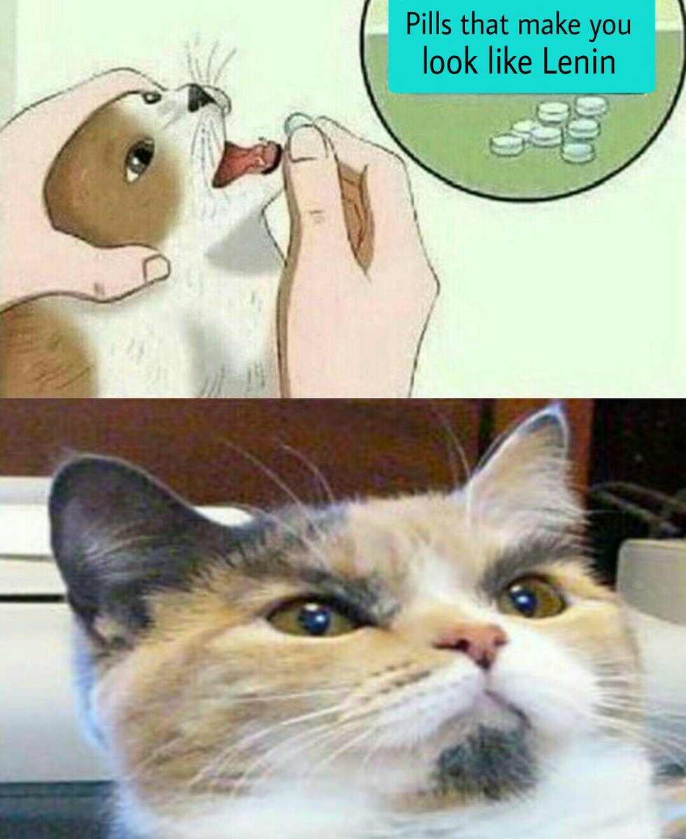 Lenin Cat Meme
