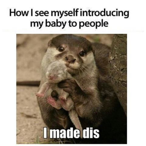 Otter Meme I Made