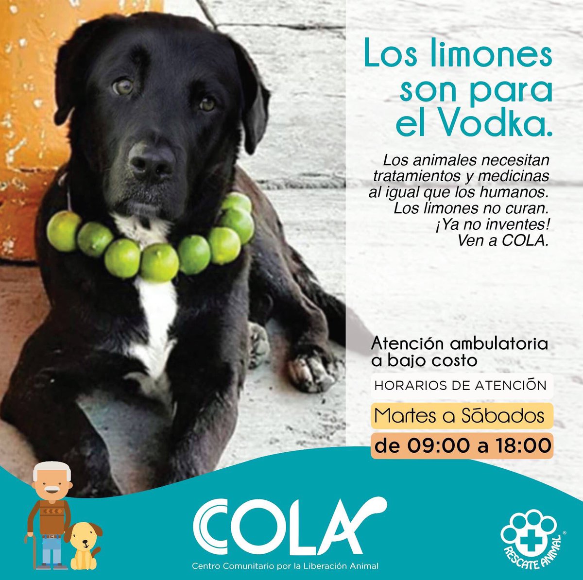 Que Pasa Si Un Perro Lame Un Limon