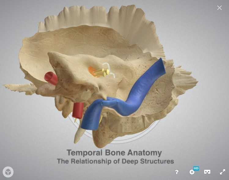 Temporal Bone Anatomy 3d Brain Anatomy Temporal Bone Stock Photo