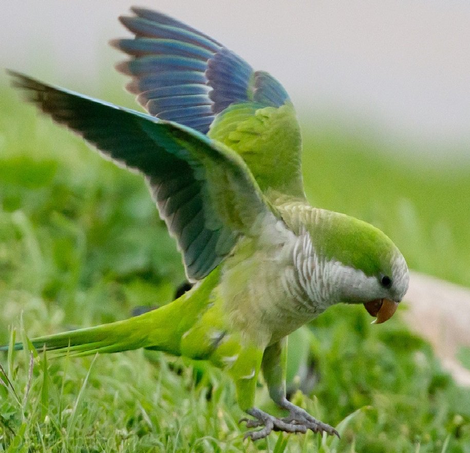 Quaker Parrot Flying