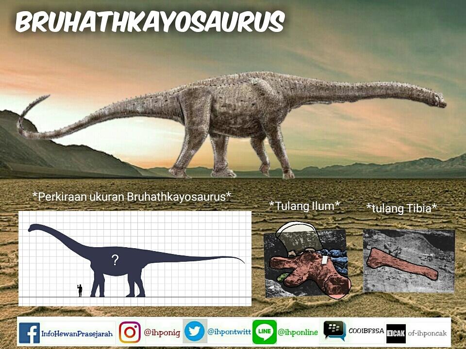 Bruhathkayosaurus Fossils