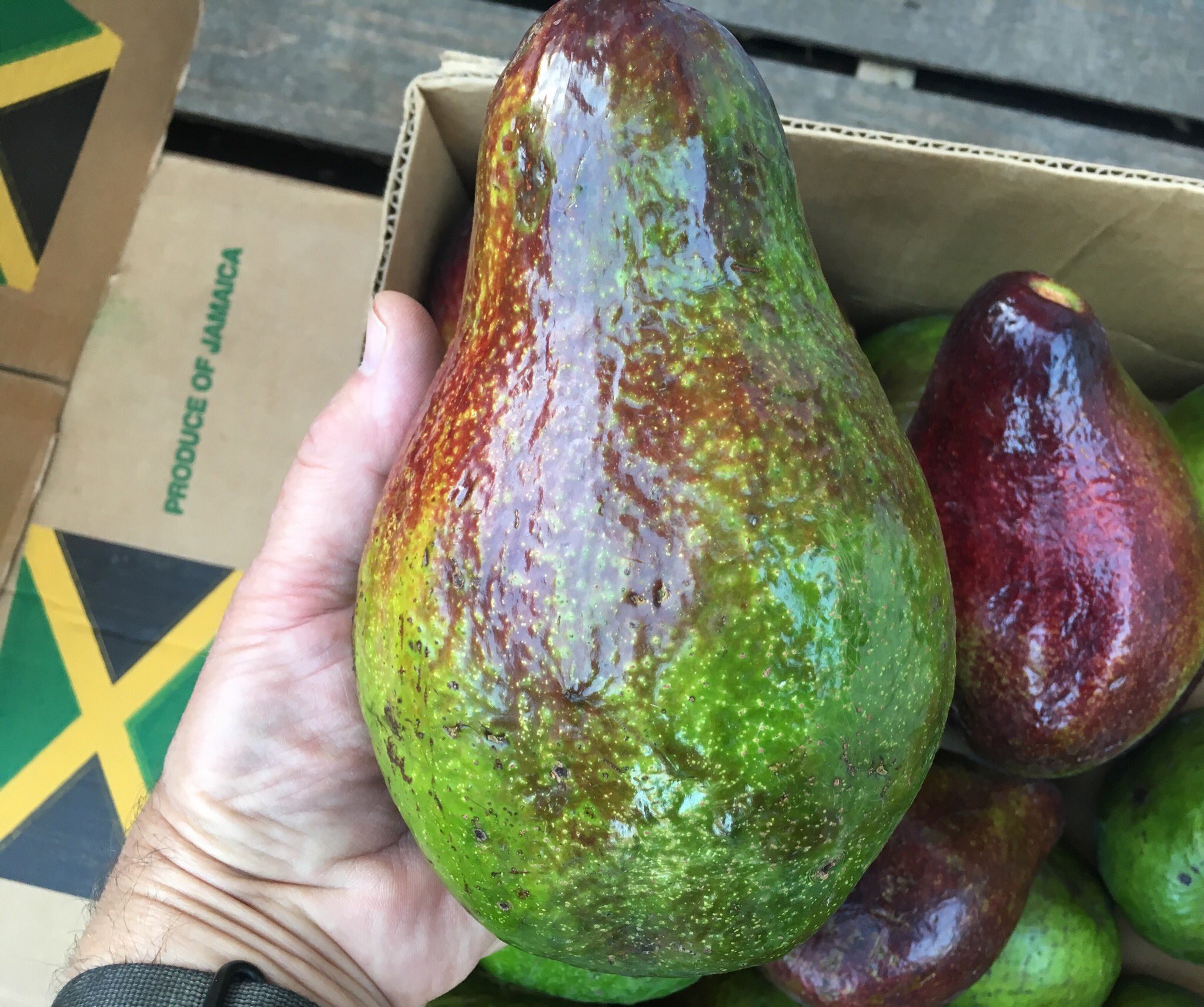 Jamaican Pear