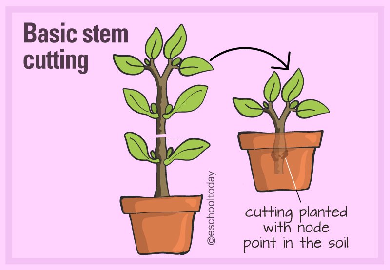 Vegetative Asexual Reproduction