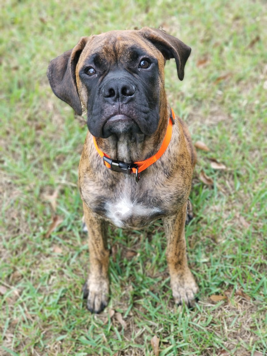 Boxer Mastiff Mix: Boxmas Breed Information, Traits, Pictures More ...