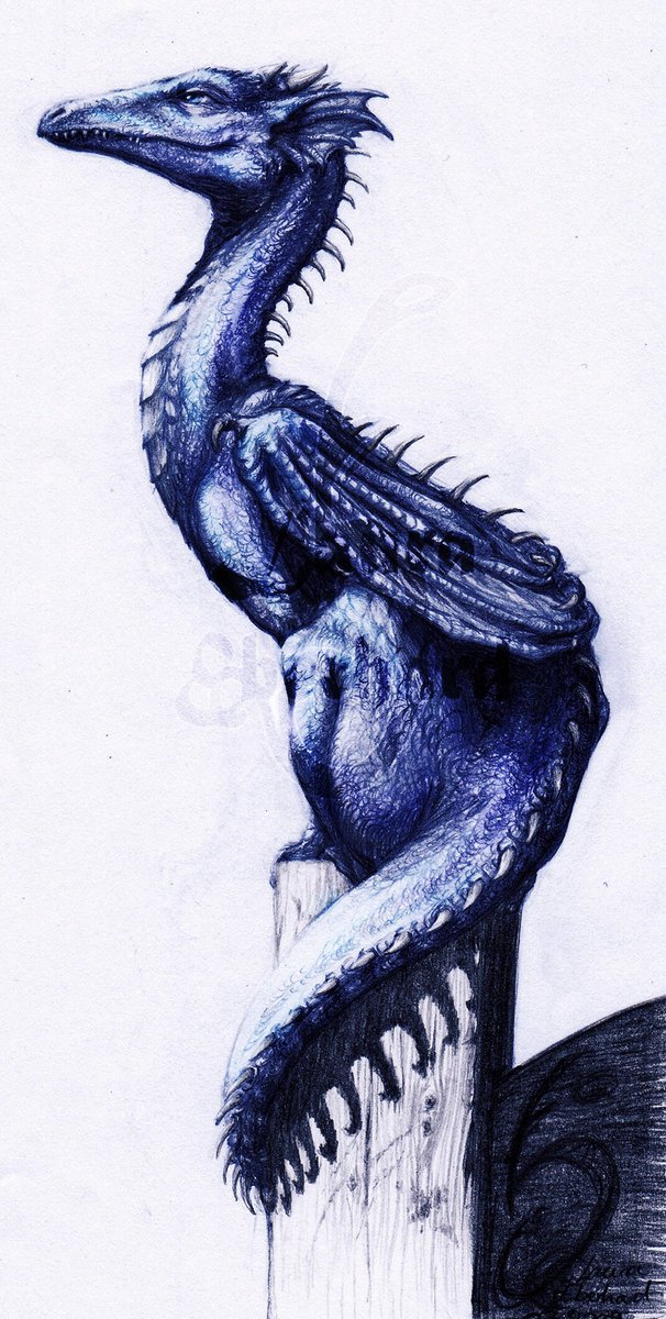 Baby Saphira Drawing