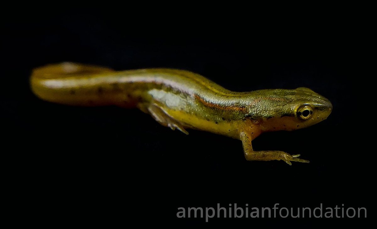 The Amphibian Foundation | frogsneedourhelp