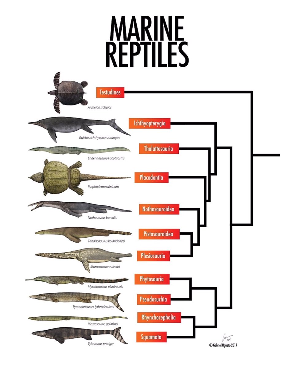 Class Reptilia Cladogram