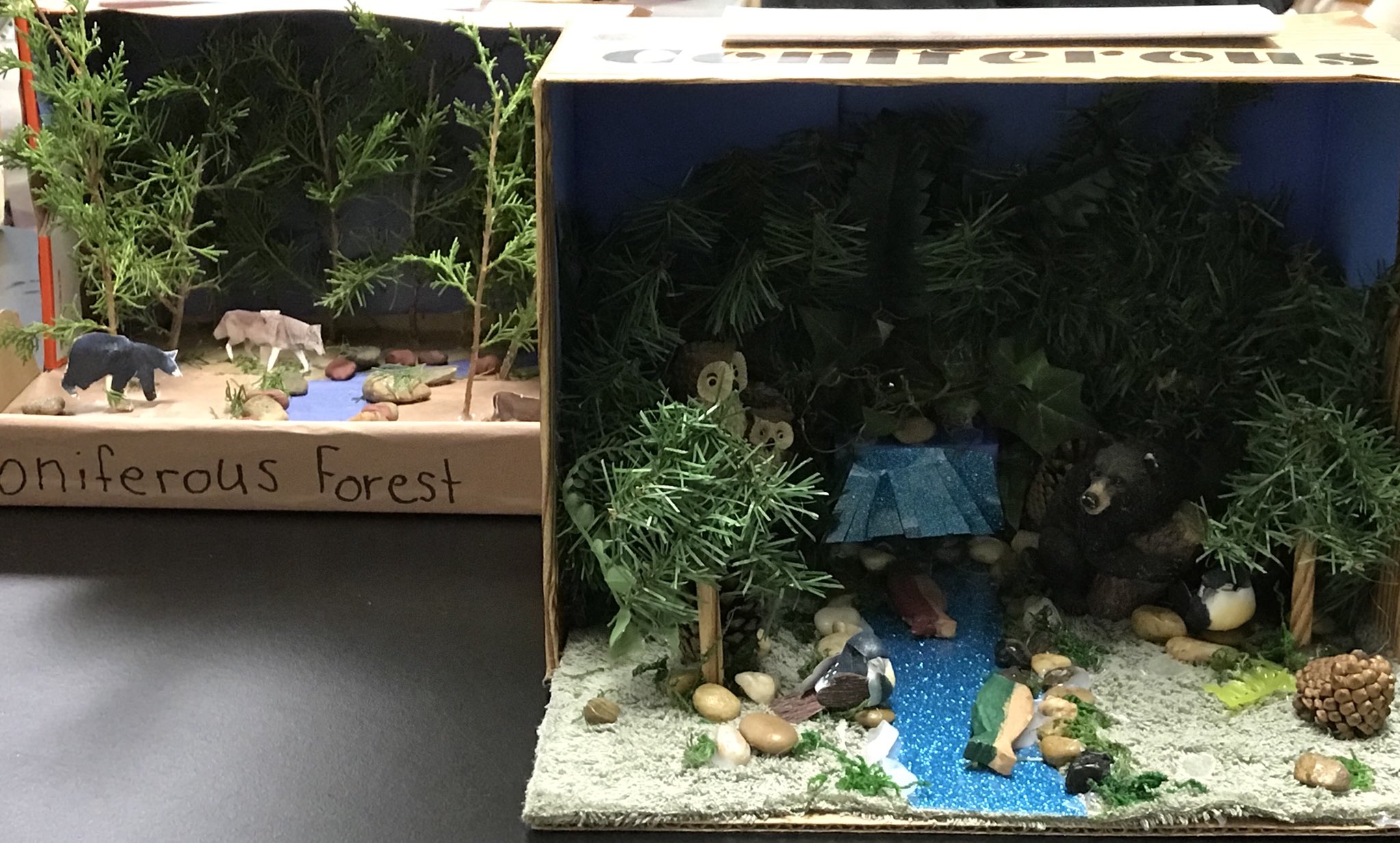 Forest Biome Project