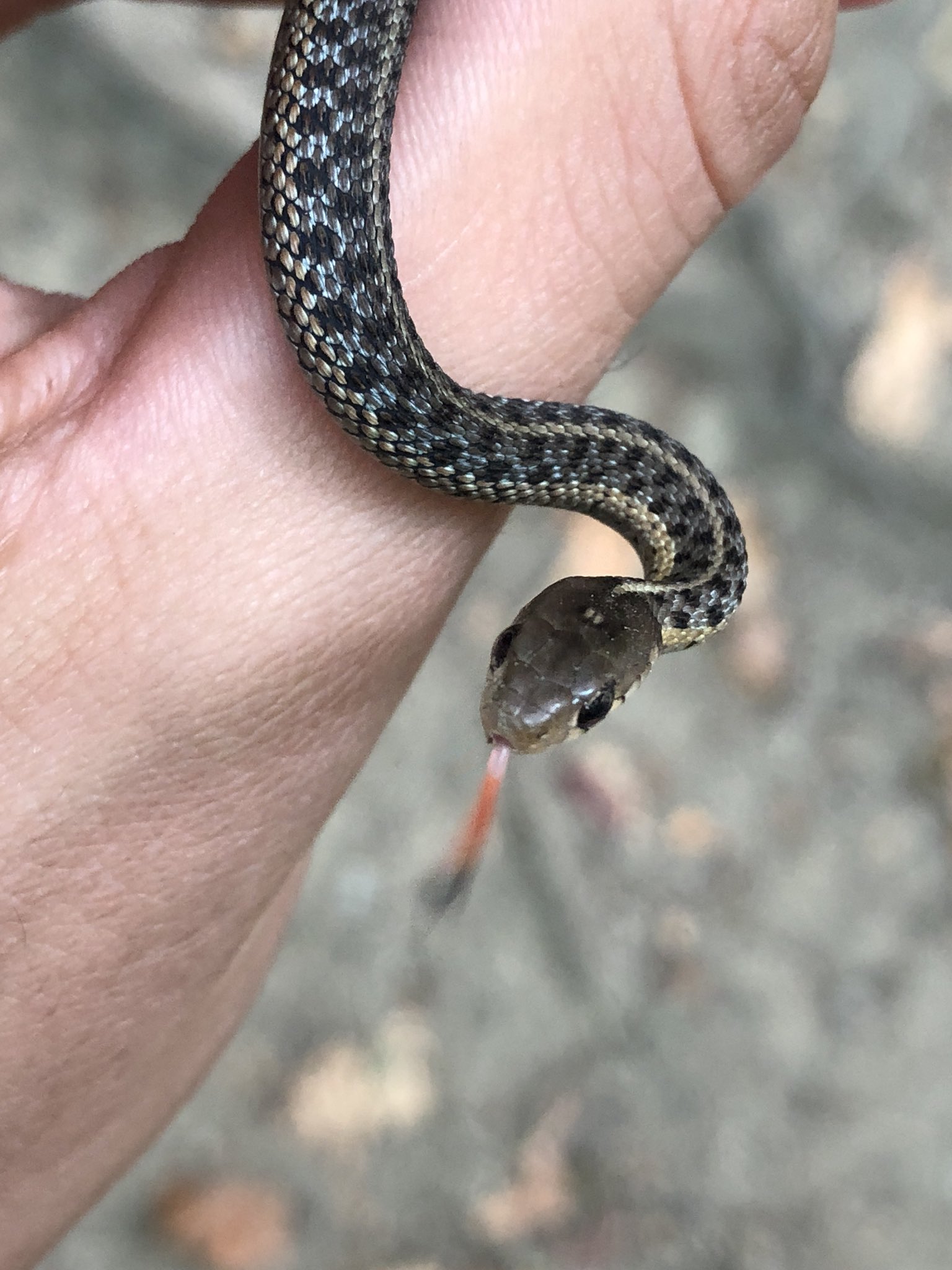 Baby Chicken Snake