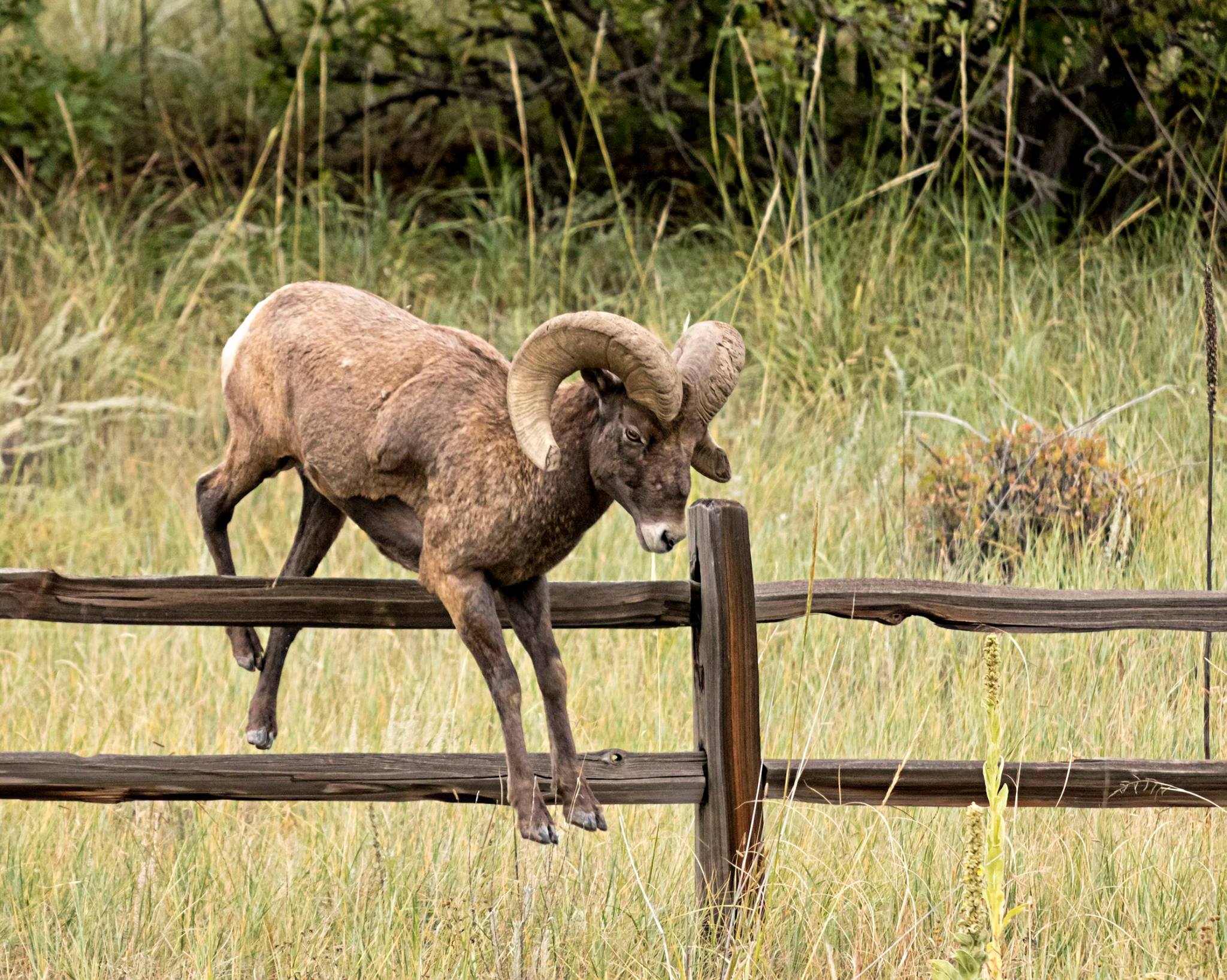 Leaping Ram