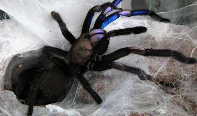Electric Blue Earth Tiger Tarantula (Chilobrachys sp "Electric Blue ...