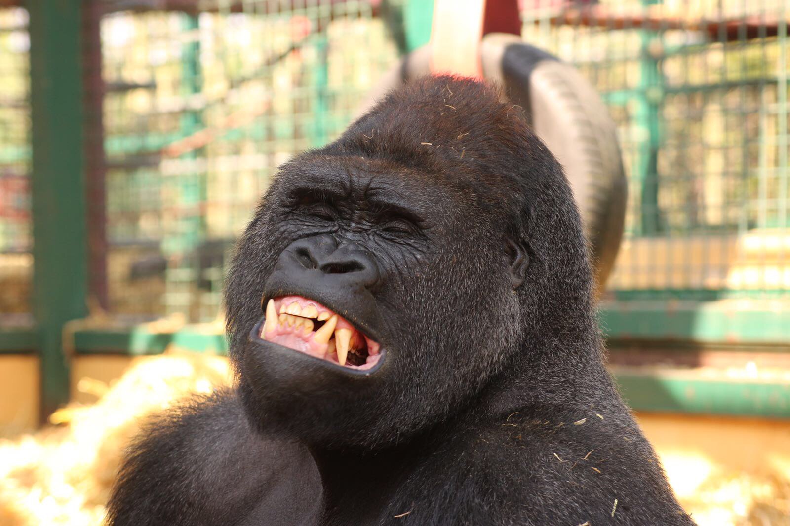 Gorilla Smile