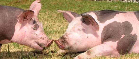 Cochi : Últimas noticias y actualidad en vivo - Scoopnest