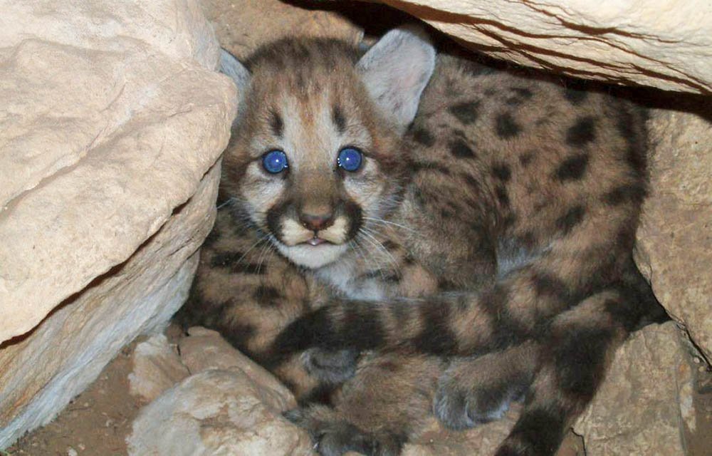 Grand Canyon Cute Animals