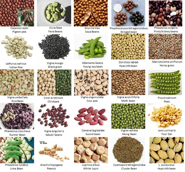 Indian Beans Names