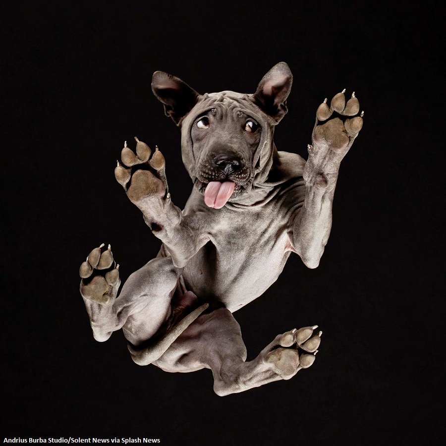 “under-dog” captures pups from underneath, offering a rarely seen view ...