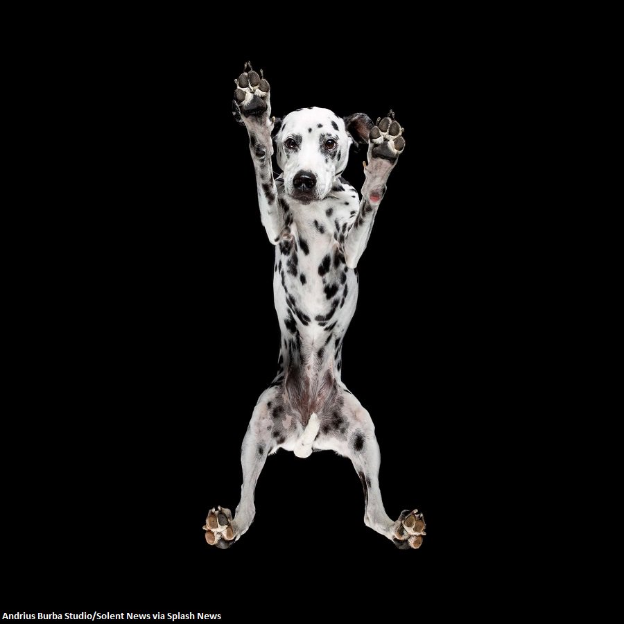 “under-dog” captures pups from underneath, offering a rarely seen view ...