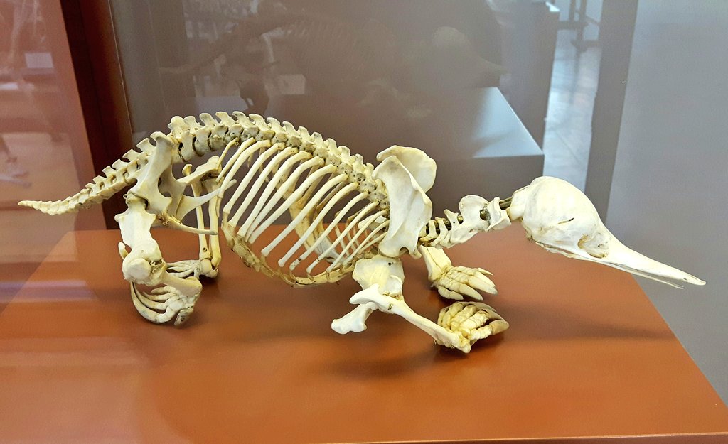 Echidna Skeleton