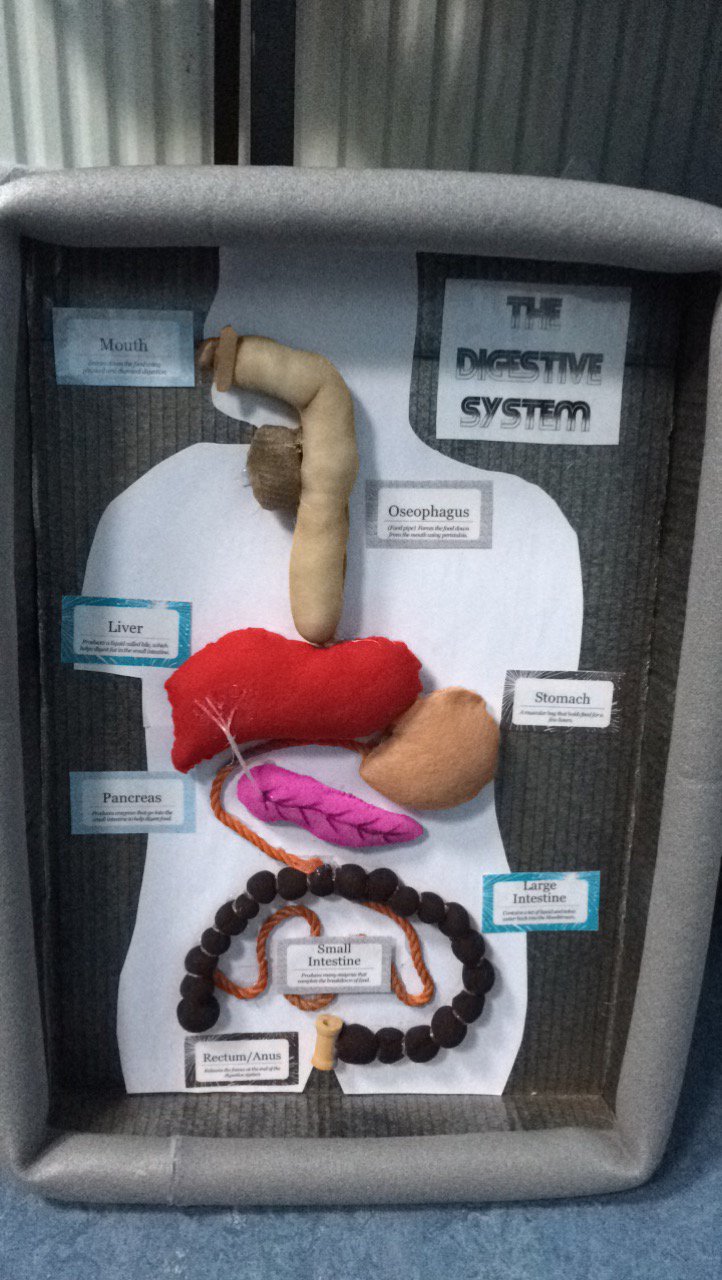 How To Make A Digestive System Model Using Recycled Materials