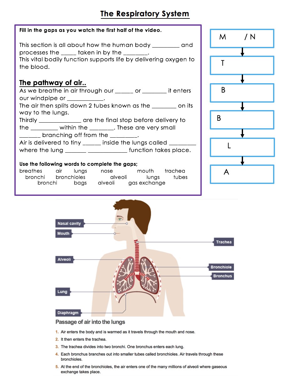 Respiratory System Worksheet Answers