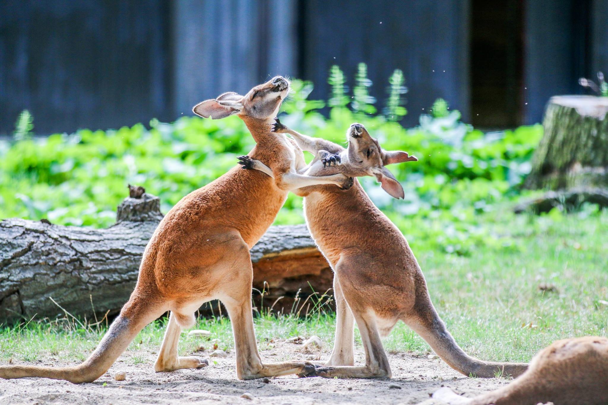 Red Kangaroo Fighting