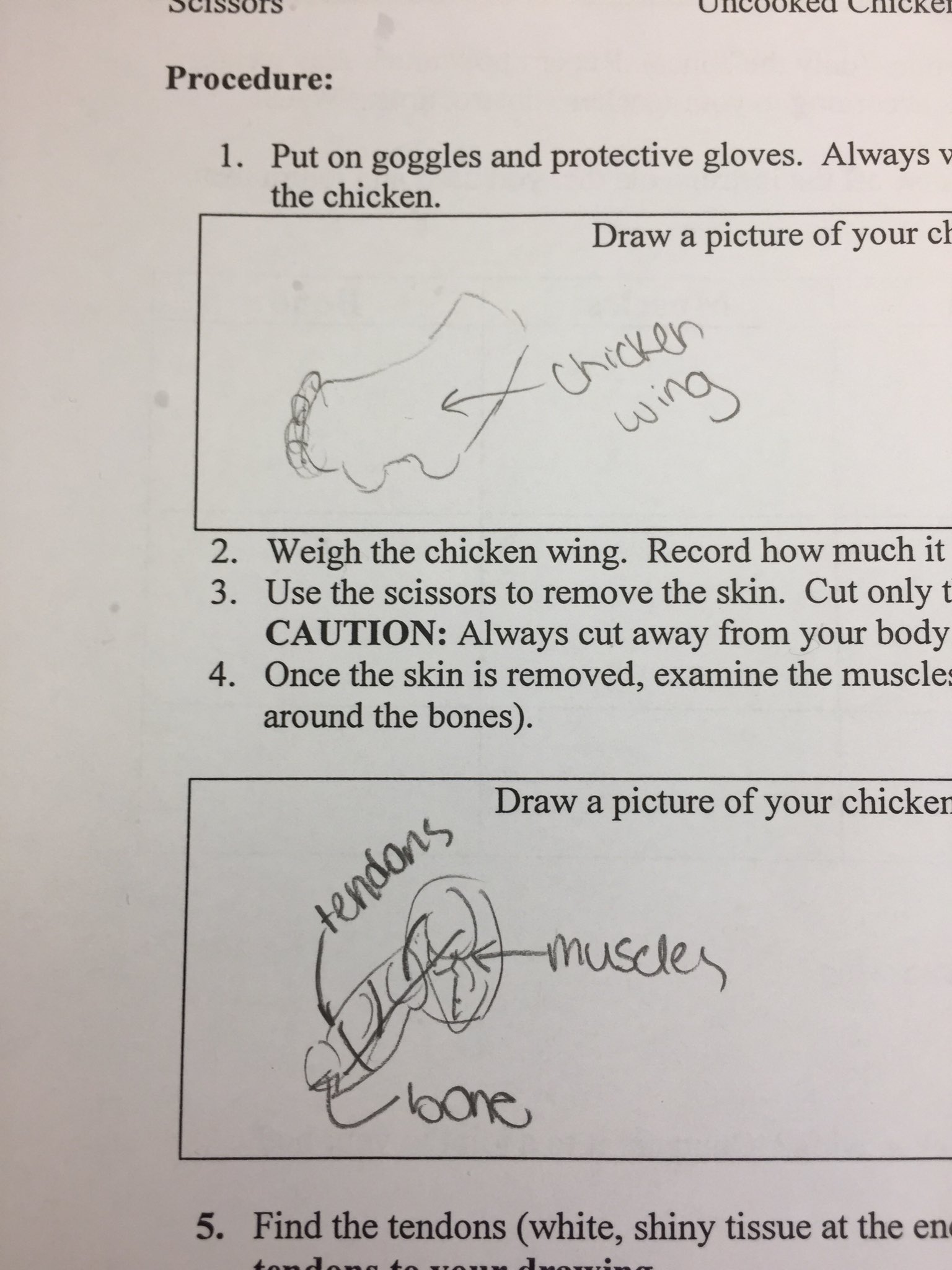 Chicken Wing Dissection Drawing