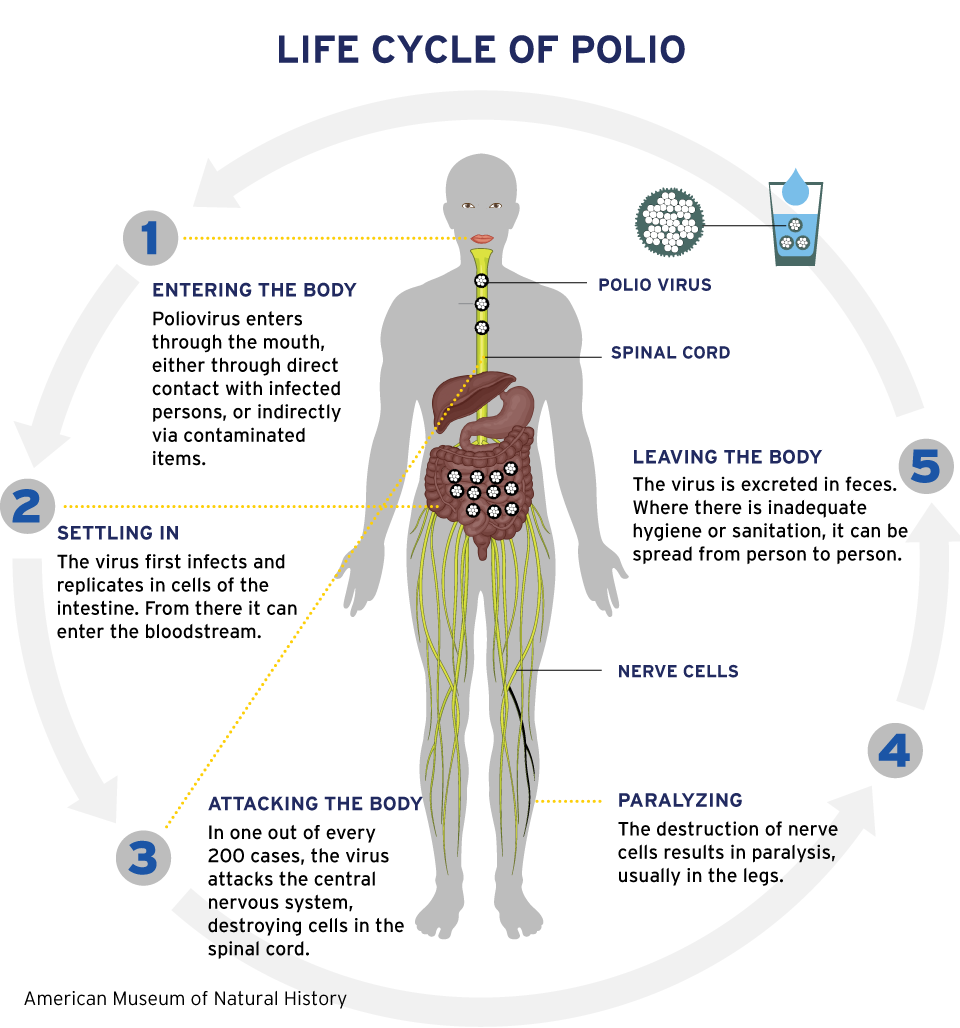 Poliomyelitis Virus Diagram
