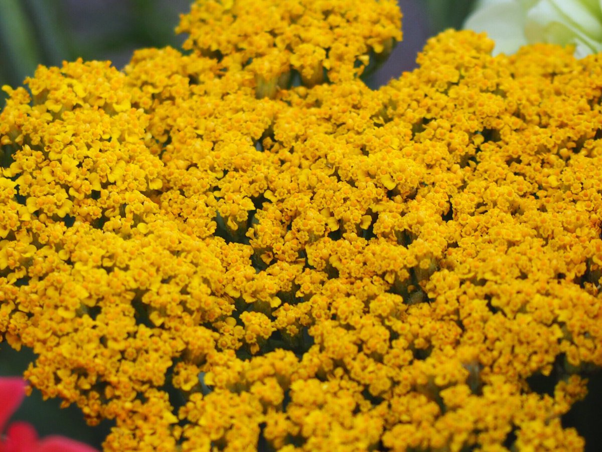 EKI Flowers (@EkiFlowers) / Posts / X