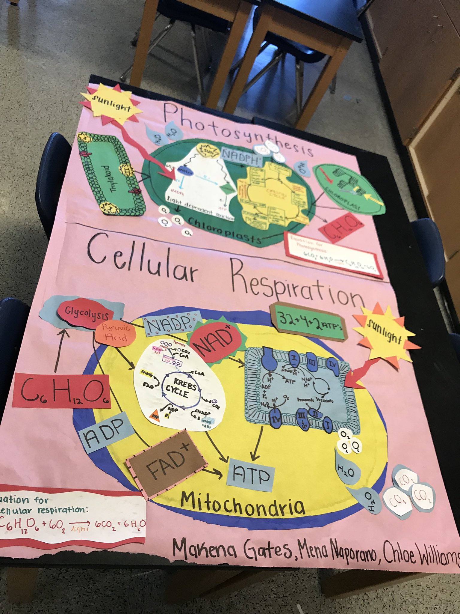 Photosynthesis And Cellular Respiration Project Ideas 11 Best