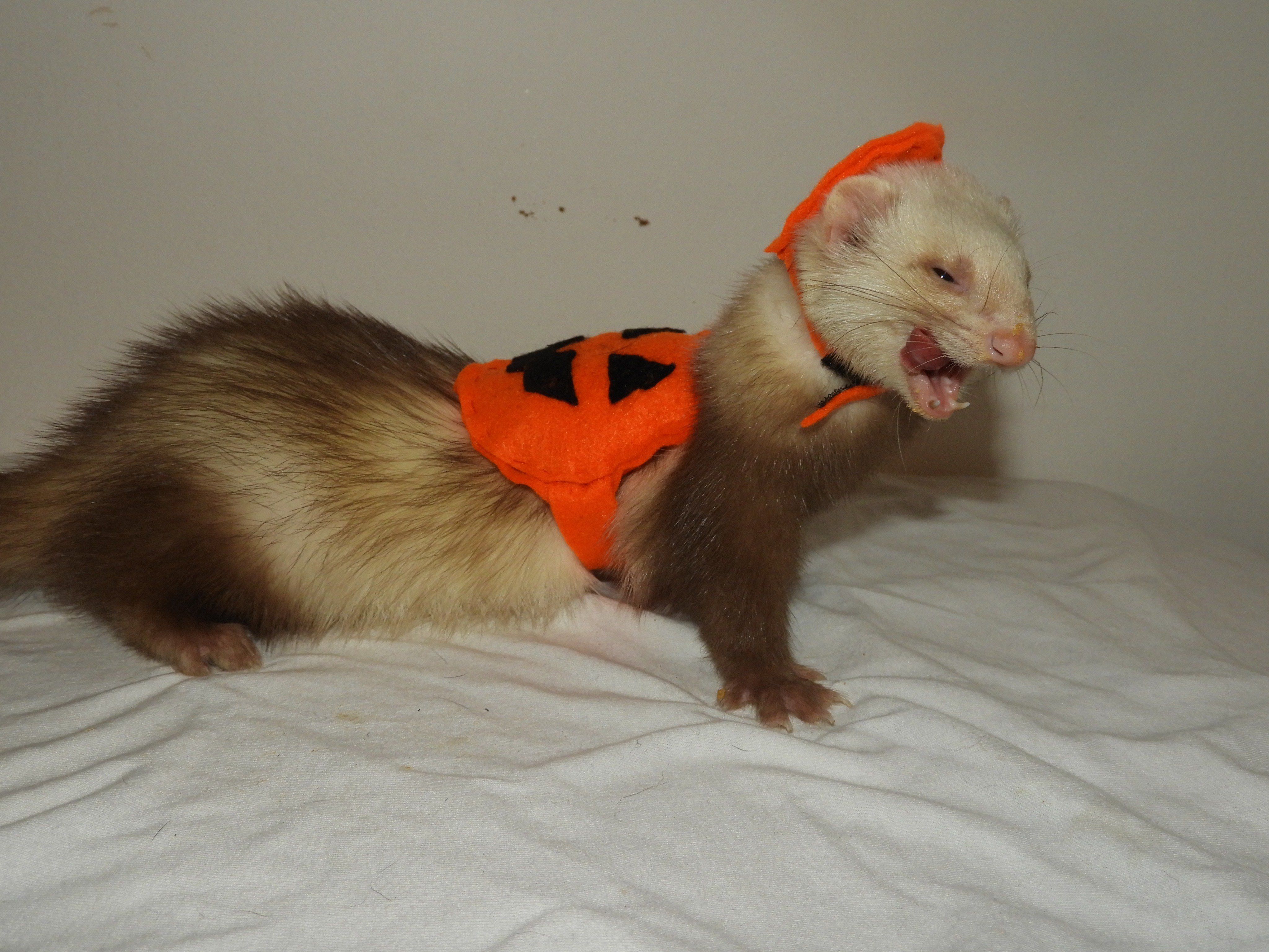 Ferret Costumes