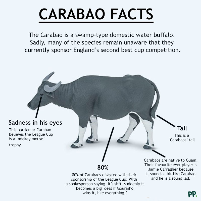 Guam Carabao
