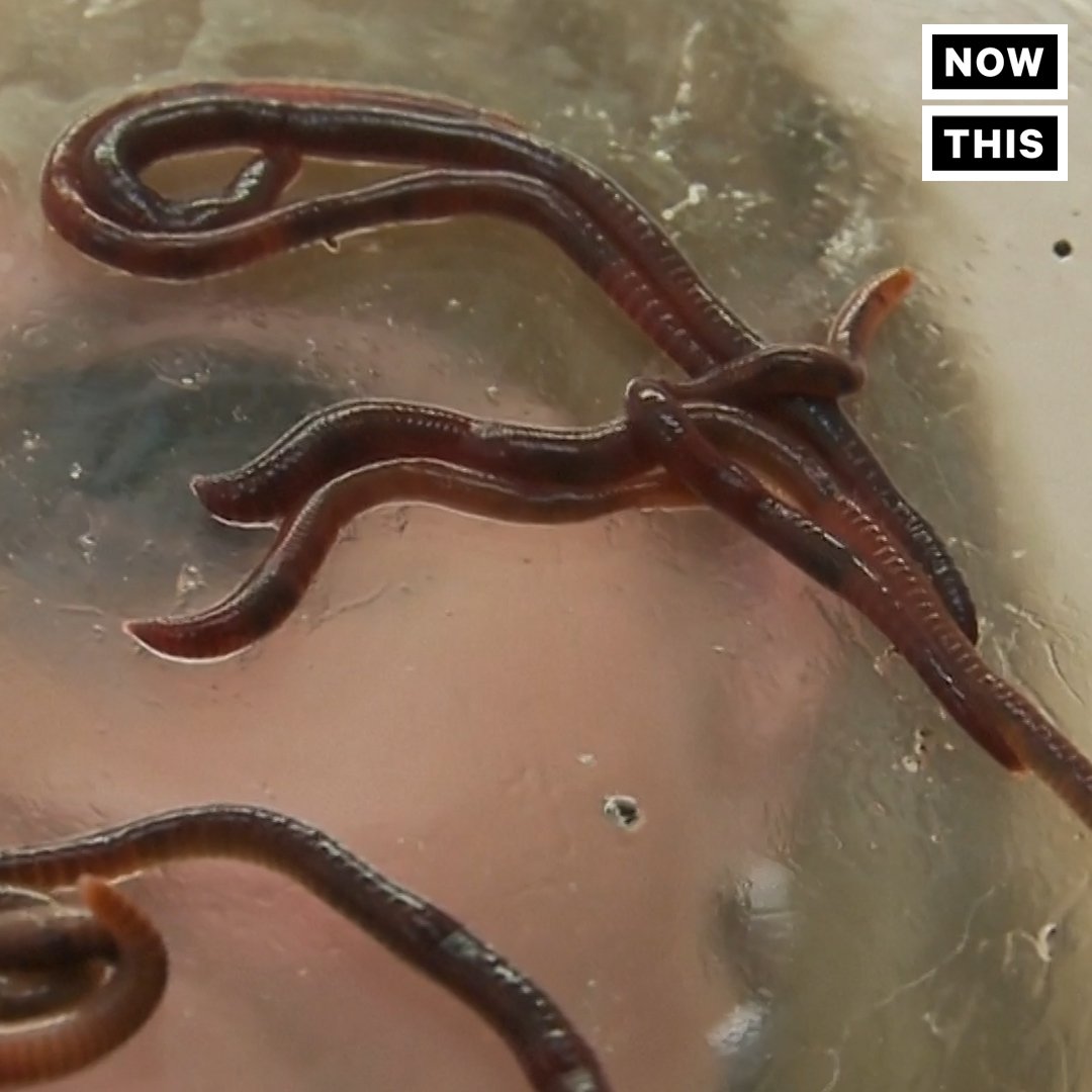 Scientists have discovered that earthworm slime can kill lung cancer ...