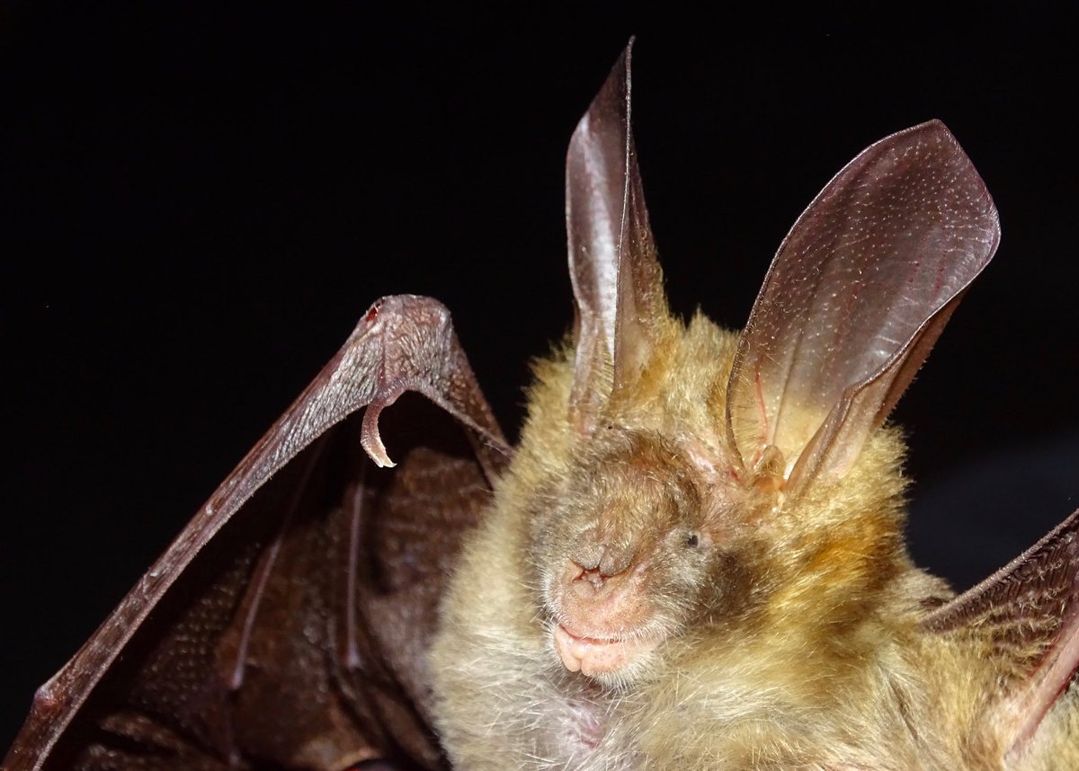 Slit Faced Bat