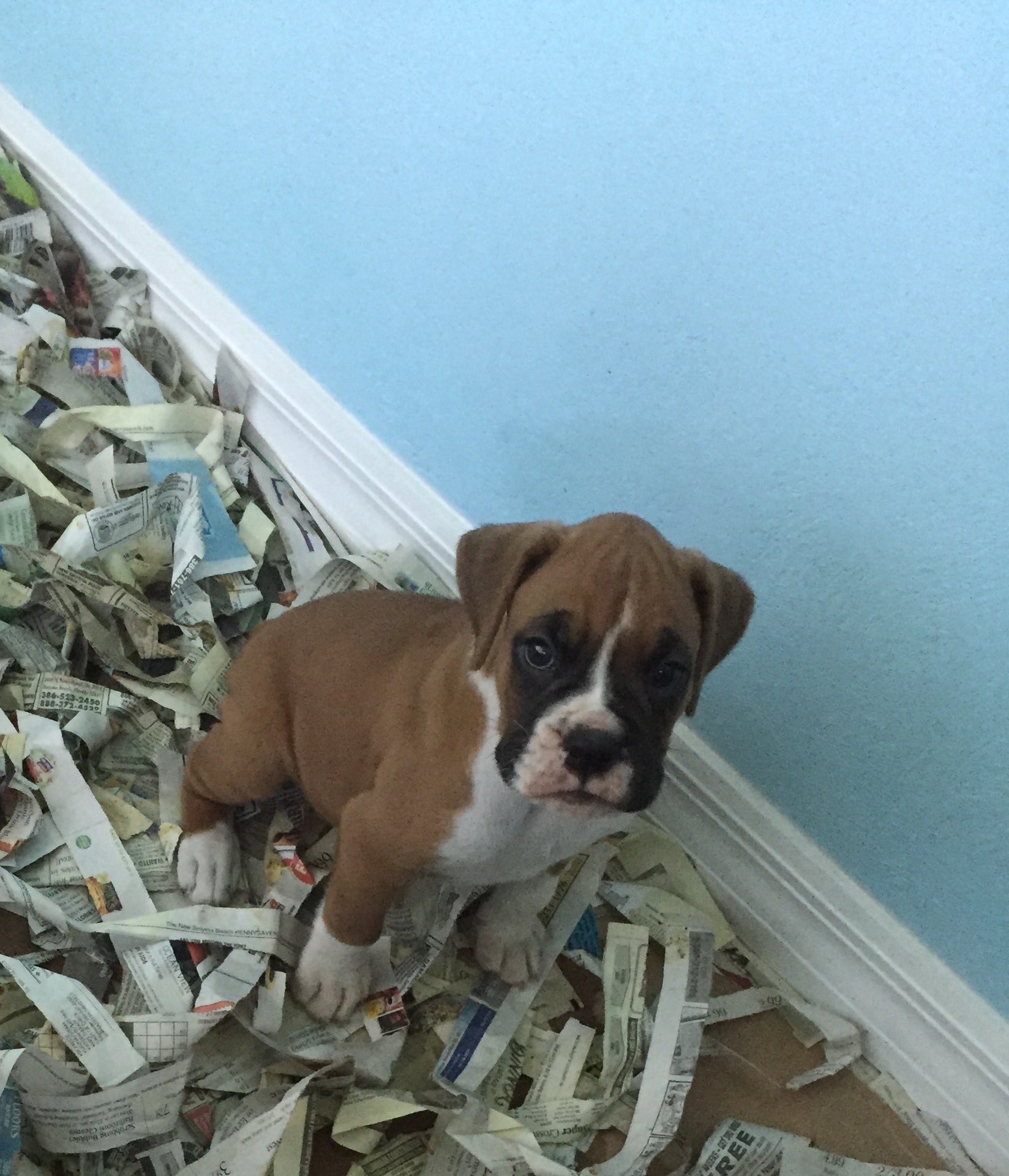 What Makes A Boxer Flashy