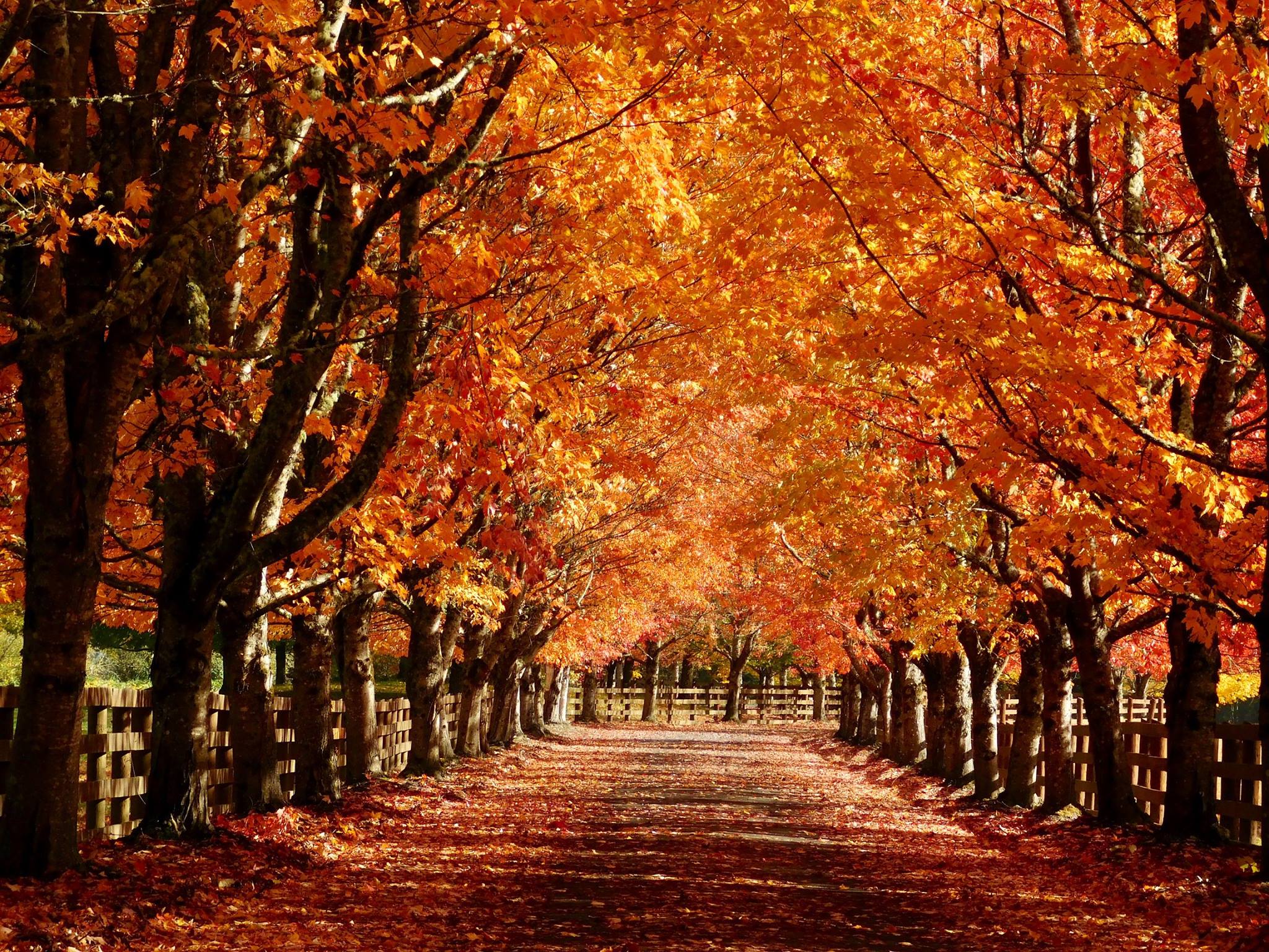 Autumn Desktop Wallpaper Farm Scenic Beautiful Autumn Field Desktop