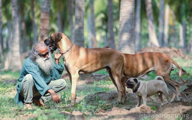Sadhguru On Twitter To Be A Full Fledged Human Being Is To Respond To