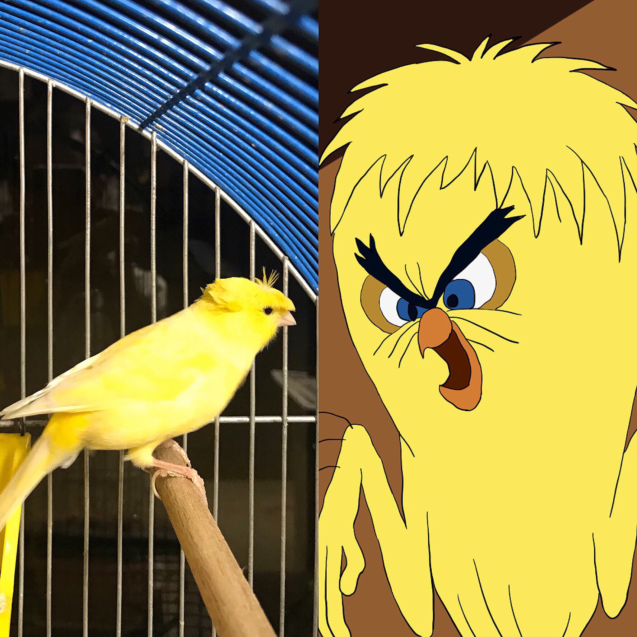 Angry Tweety Bird