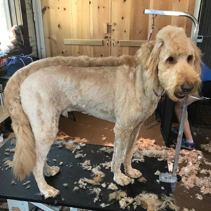 Labradoodle Mohawk