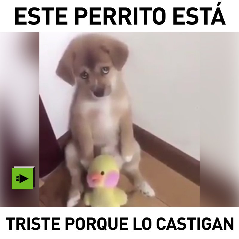 La cara de este cachorro al ser castigado no tiene precio | RT en ...