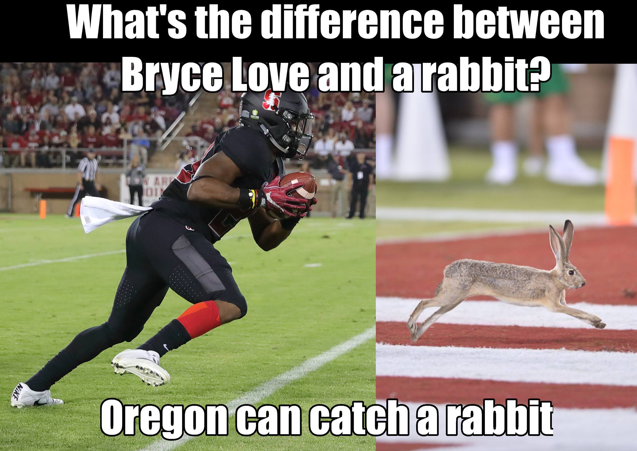 Stanford Tree Memes Meet The Sapling: Bravery And New Beginnings With