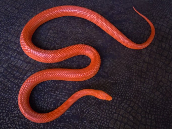 Fluorescent Orange Corn Snake