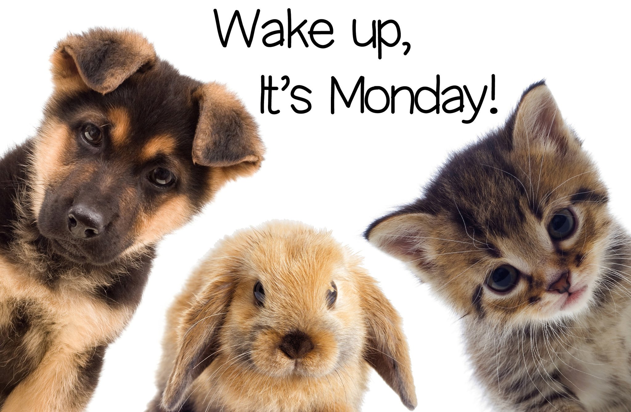 Happy Monday Pictures Puppy Happy Monday All