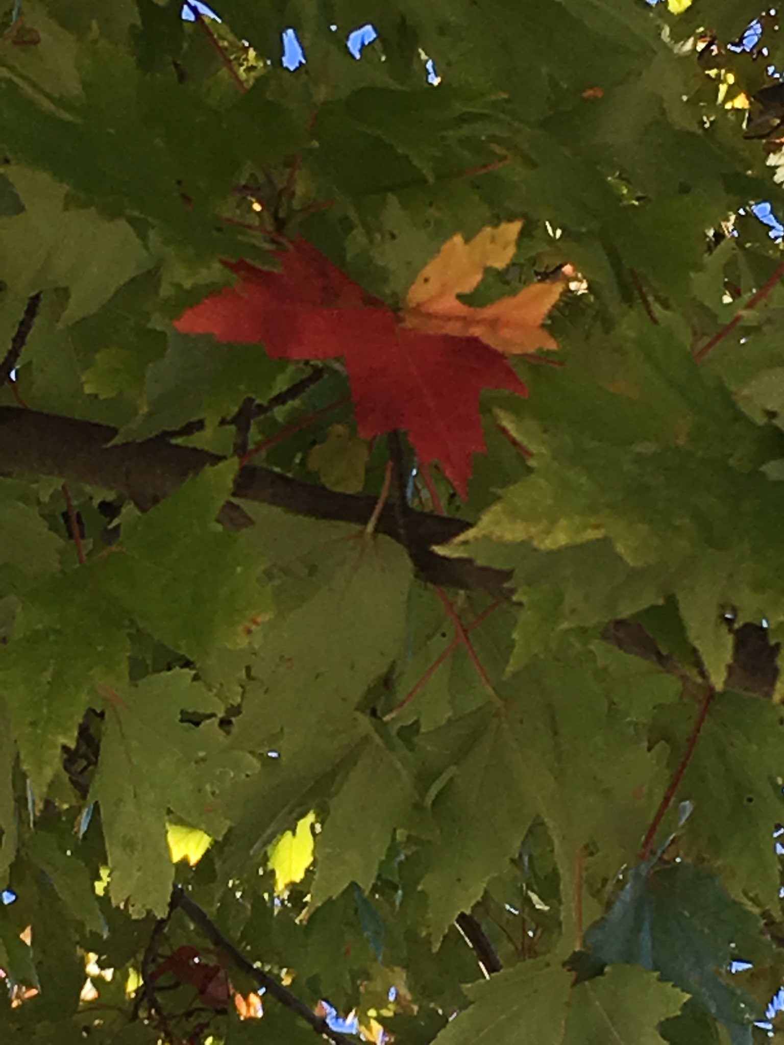 TW Pornstars - 3 pic. Amber Foxxx. Twitter. Doing my errands today and ...